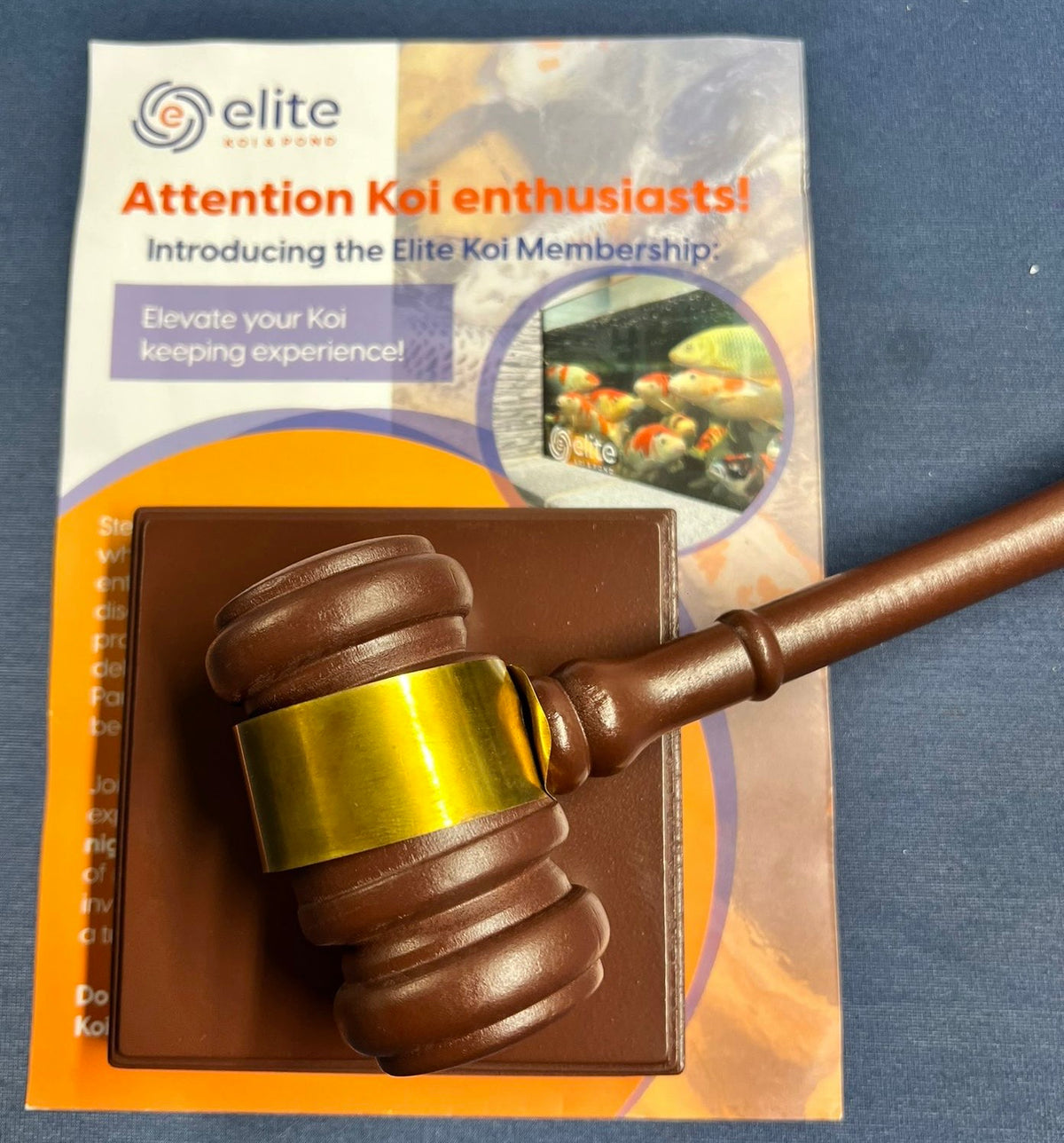 Stunning 60cm Dainichi Showa Sells for Top Dollar at Elite Koi's Live