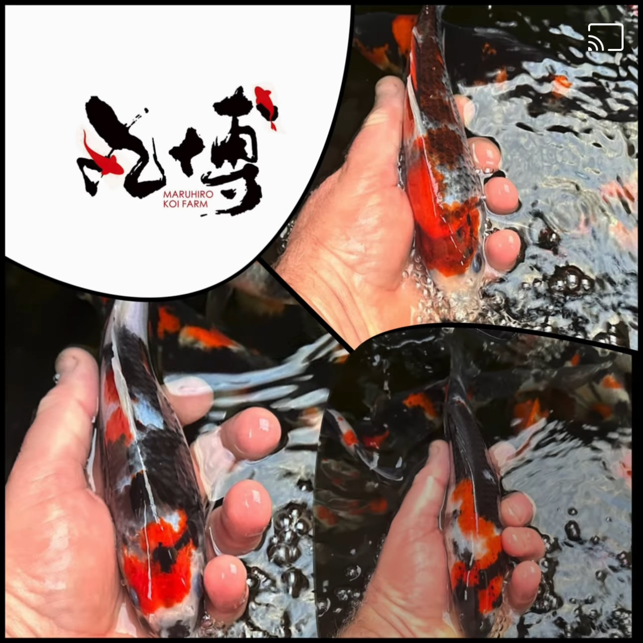 Showa Selection Event with Japanese Elite Koi Keeper Group Experts