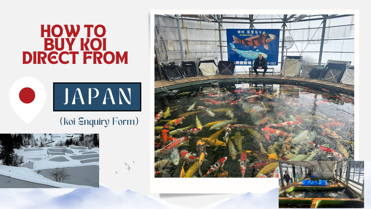 Elite Koi Search Enquiry Form: Find Your Dream Koi Today!