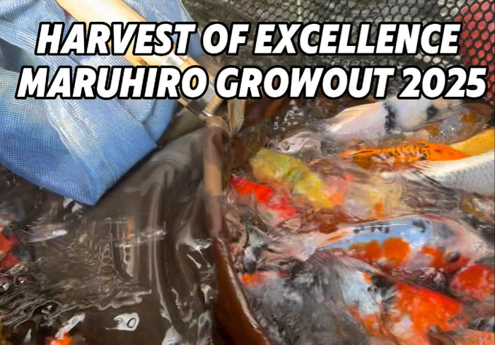 Harvest of Excellence: Maruhiro Growout 2025 | Elite Koi