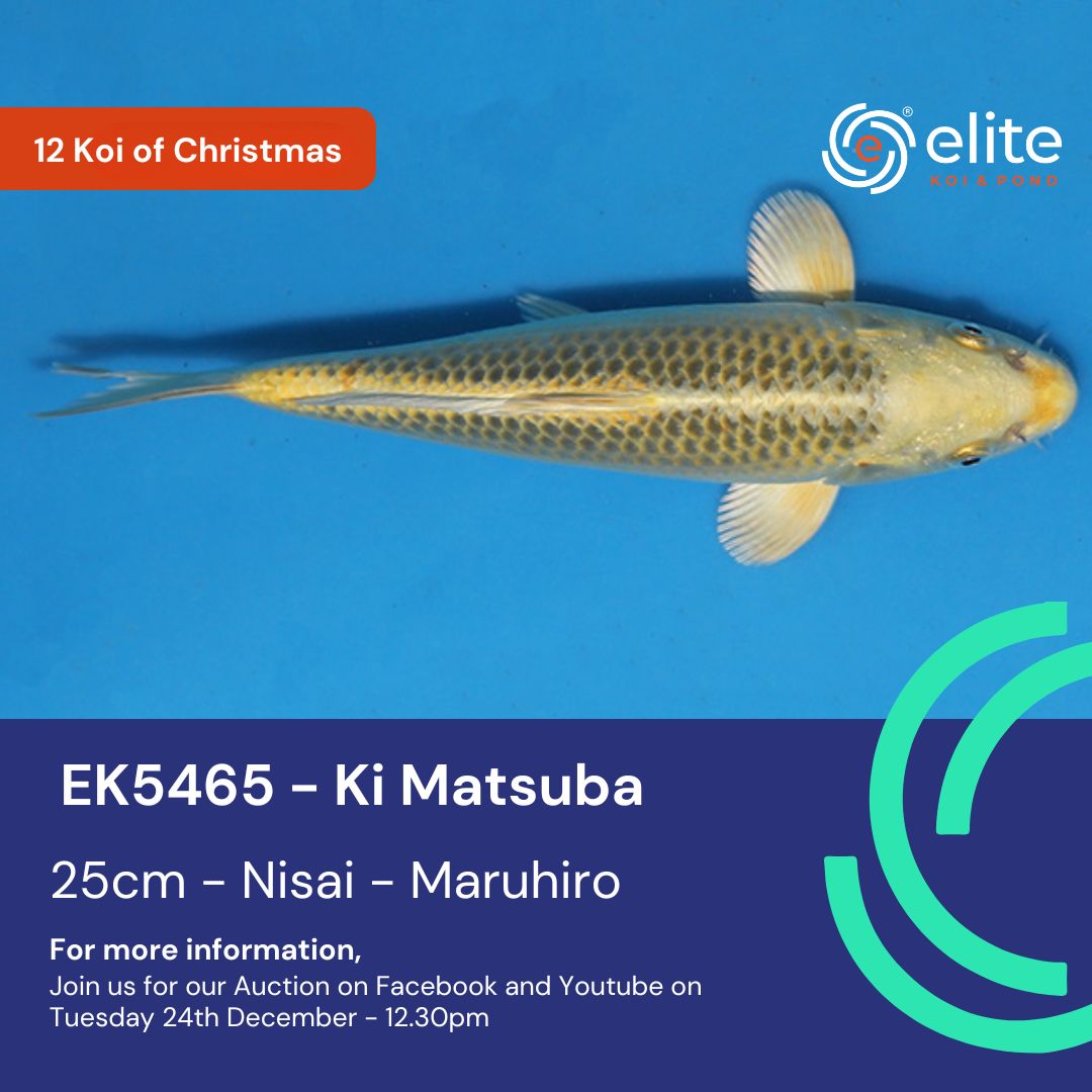 🎄🐟 The 12 Koi of Christmas - Meet Koi 3 of 12! 🐟🎄 — Elite Koi