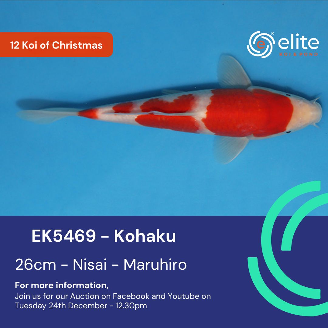🎄🐟 The 12 Koi of Christmas - Meet Koi 5 of 12! 🐟🎄 — Elite Koi