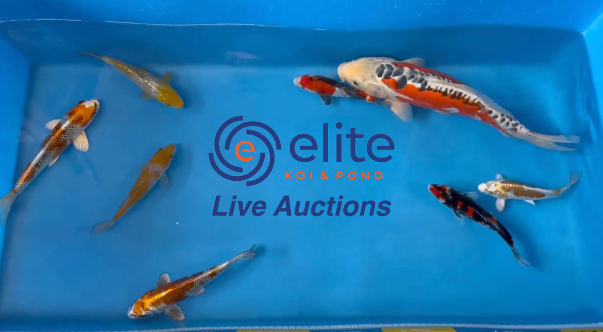 Elite Koi Saturday Live Stream Japanese Koi Auction - Meet the Koi
