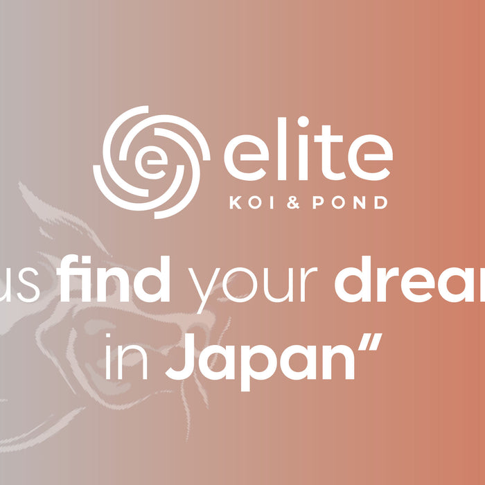 Koi Knowledge — Elite Koi