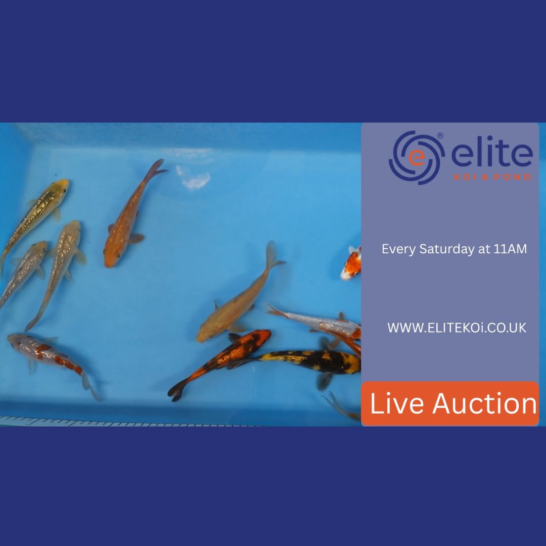 Elite Koi’s Japanese Koi Auction Saturday, 17th October at 11AM 🎥