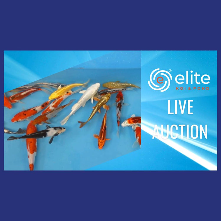 🐟 Elite Koi’s Japanese Koi Auction – Saturday, 13th September at 11AM!