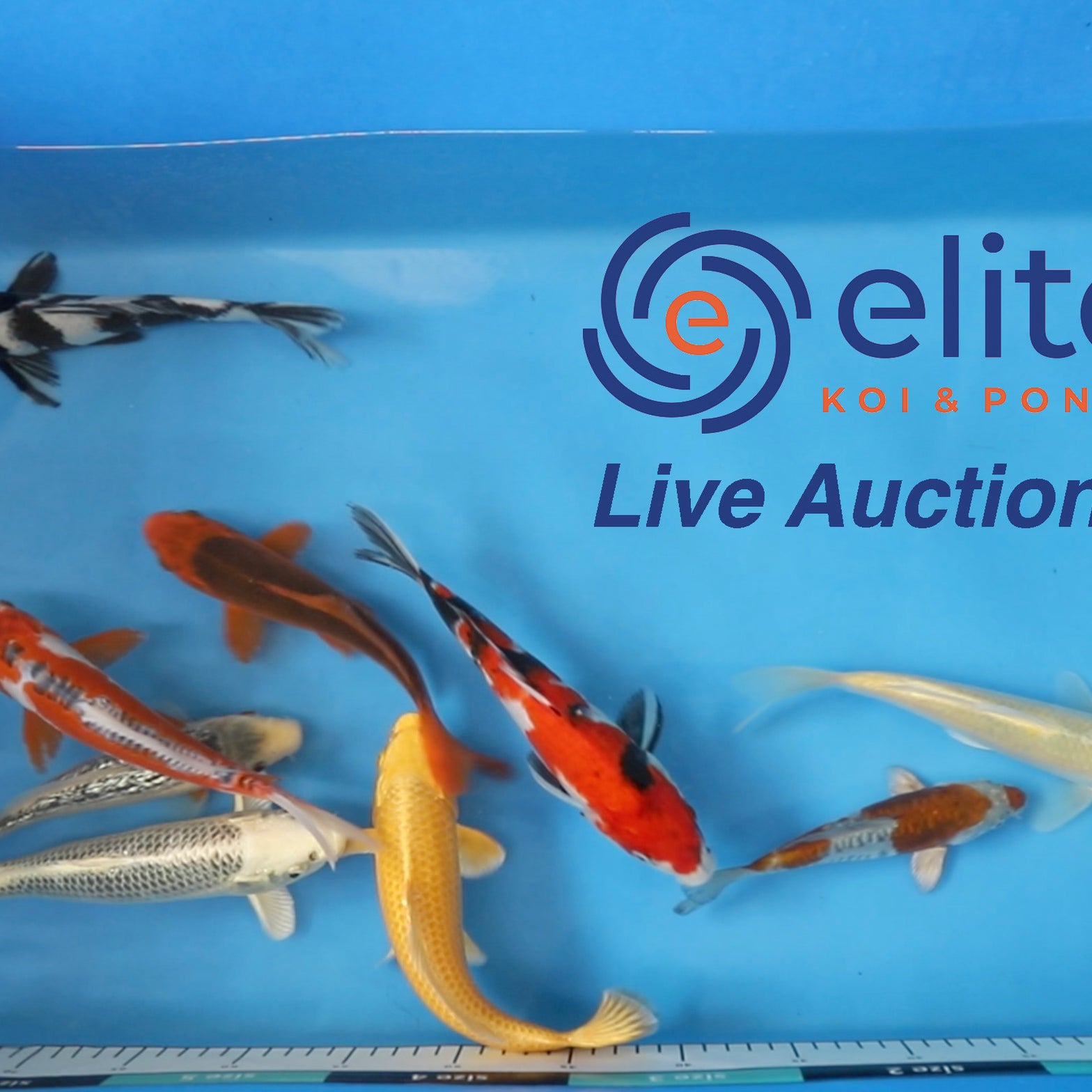 Koi Knowledge — Elite Koi