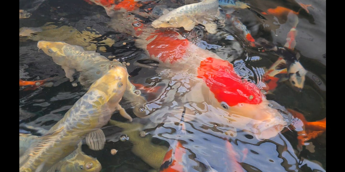 When or Should I stop feeding my Koi for Winter — Elite Koi