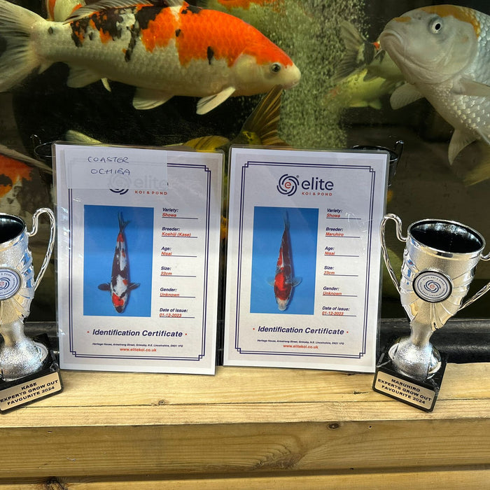 Koi Knowledge — Elite Koi