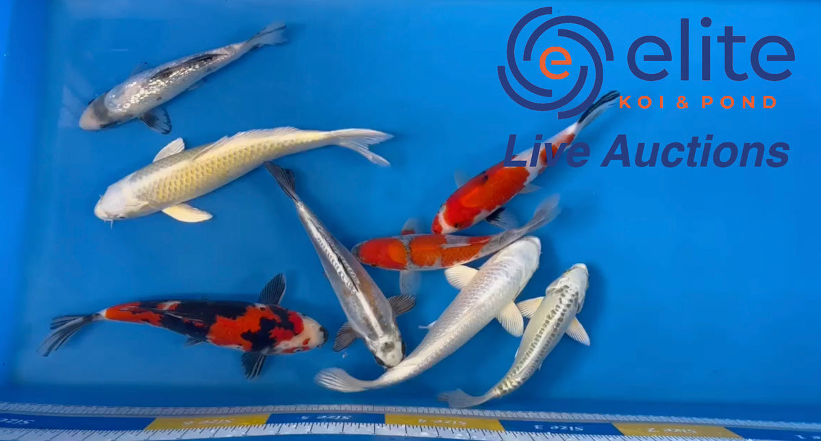 Live Auction Koi Selected for Saturday 4th of March — Elite Koi
