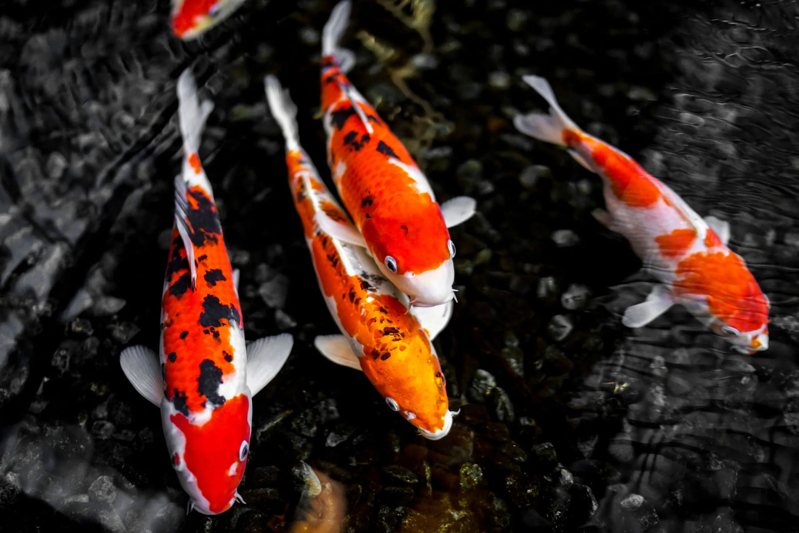 The Best Koi Fluke Treatment