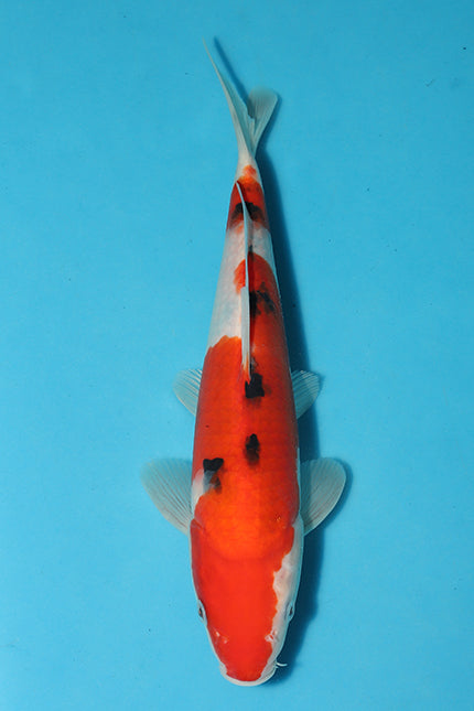 Sanke - Odakan - Tosai - EK5329 - Koi Carp For Sale