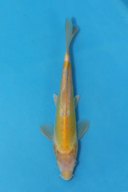 Doitsu Karashigoi- Nisai - EK6022 - Koi Carp For Sale