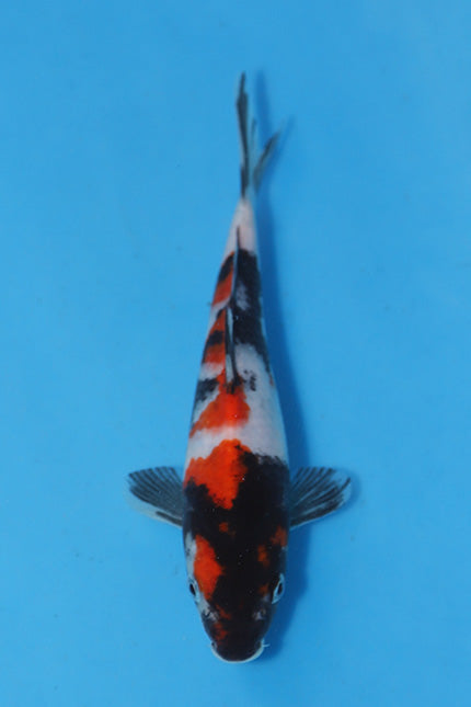Elite Koi Winter Grow-Out: 35 Showa & 15 Sanke from Maruhiro - Showa