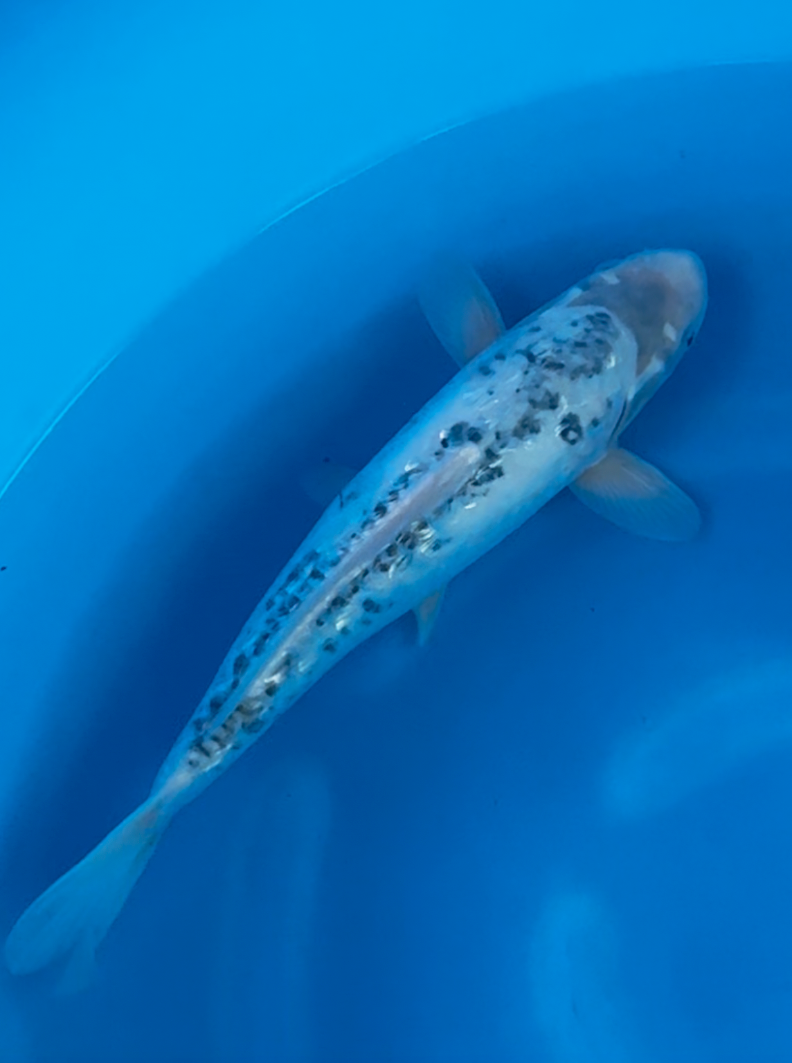 Black Diamond — Elite Koi